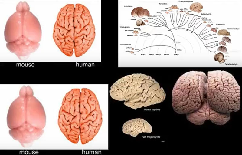 Carl Safina: What Animals Think and Feel - Bioneers